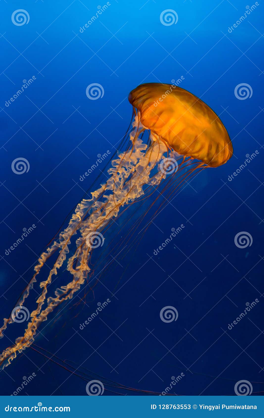 Jellyfish In Bright Blue Water Royalty-Free Stock Photo | CartoonDealer ...