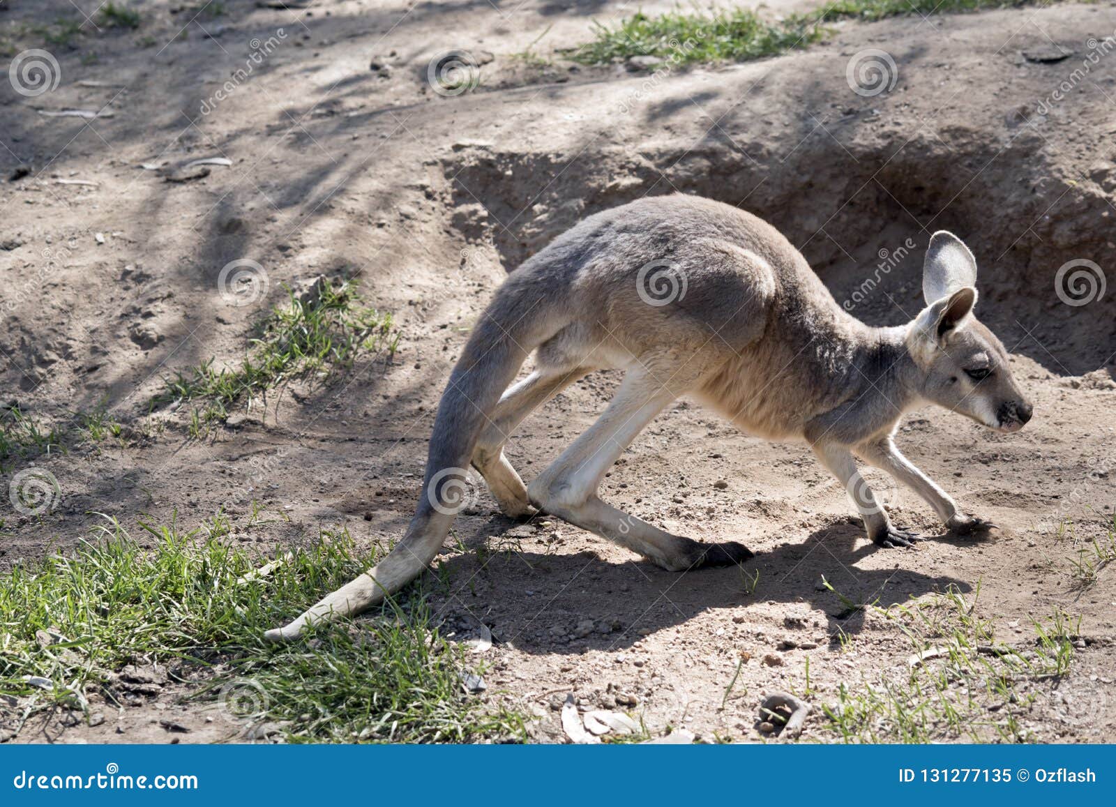 Joey red kangaroo stock image. Image of view, side, nose - 131277135