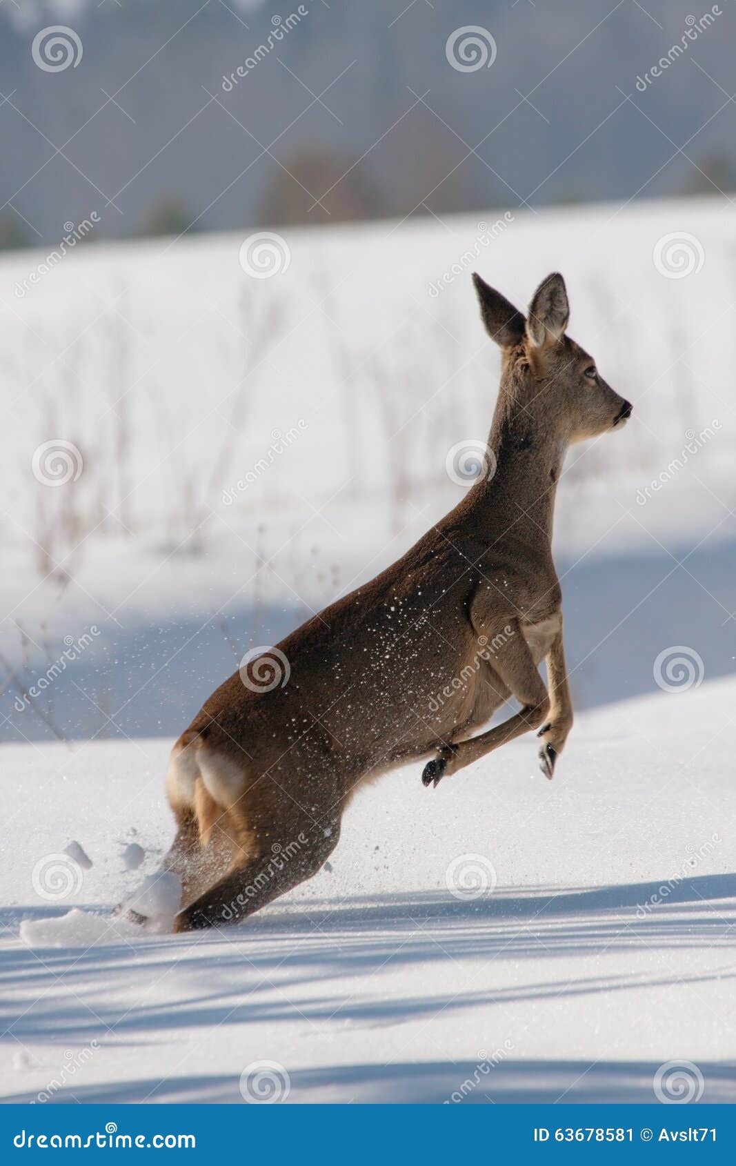Close-up of Jumping Roe Deer Stock Image - Image of gray, herbivorous ...