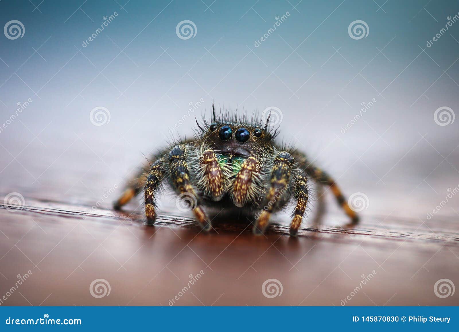 Close-up of Jumping Spider stock photo. Image of small - 145870830