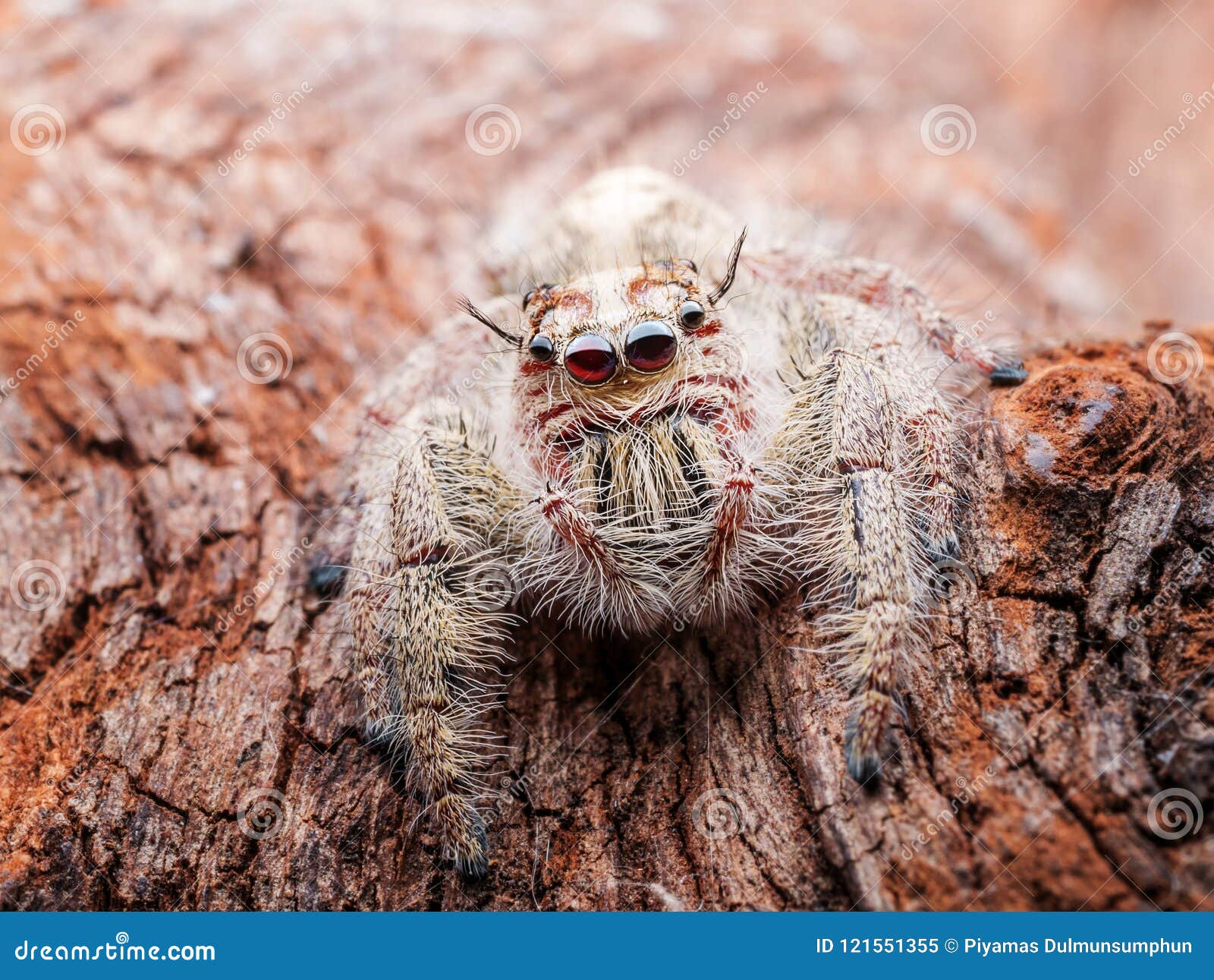 Close Up of Jumping Spider, Spider in Thailand with Macro Scale Stock ...