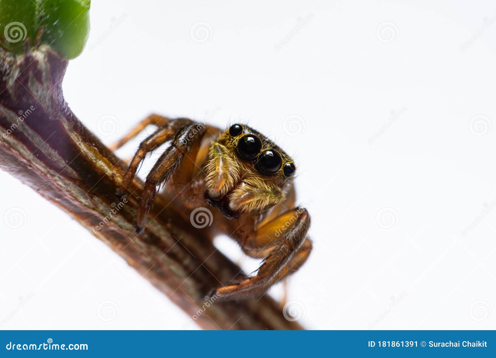 Close Up Jumping Spiders on the Branch Stock Image - Image of jumping ...