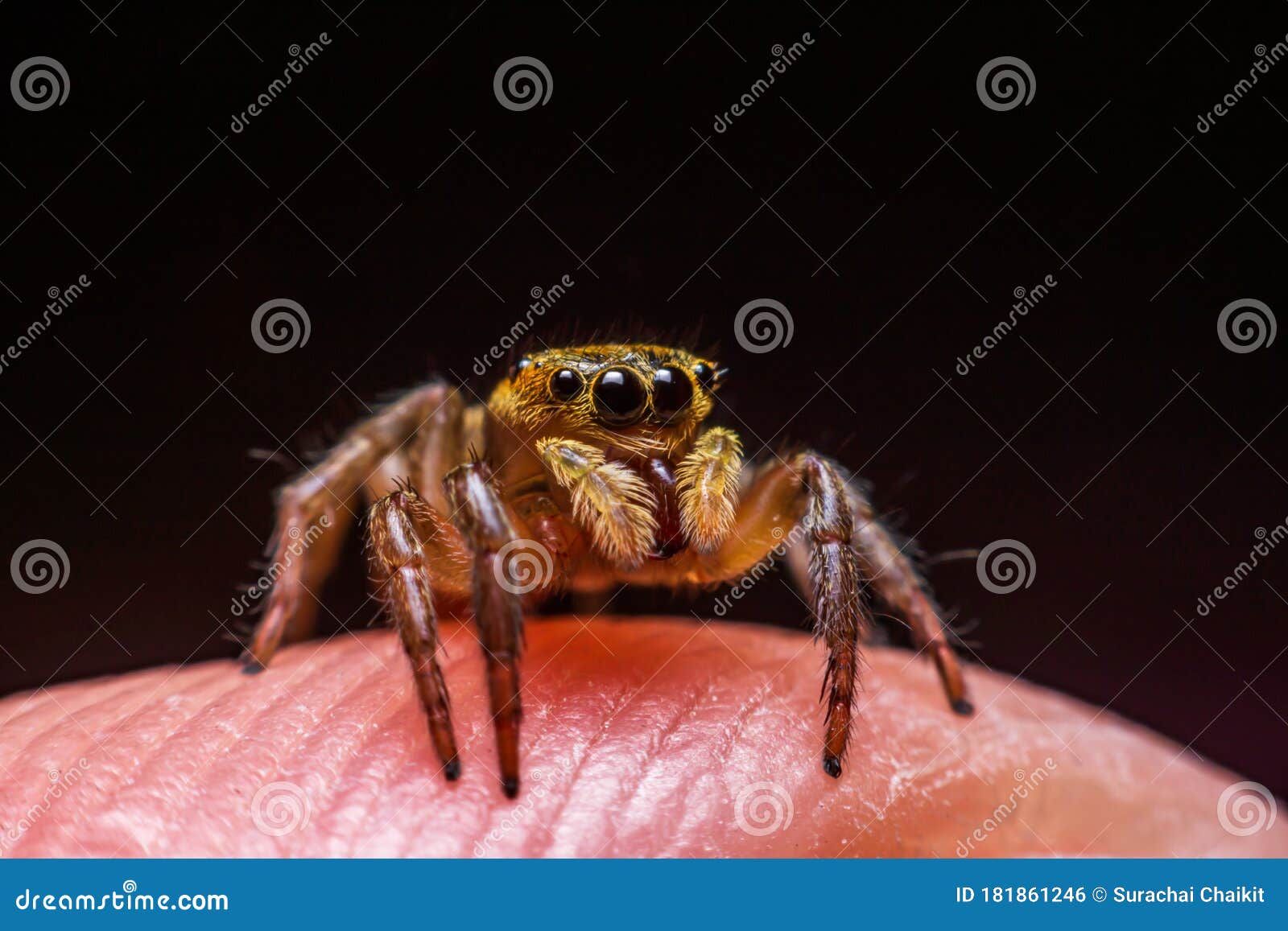 Close Up Jumping Spiders on the Hand Stock Photo - Image of hairy ...