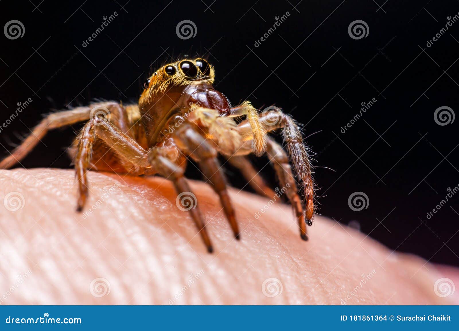 Close Up Jumping Spiders on the Hand Stock Photo - Image of jumping ...