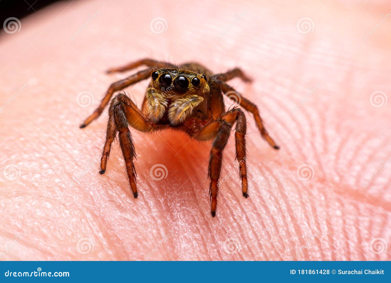 Jumping Spiders Royalty-Free Stock Photo | CartoonDealer.com #80168211