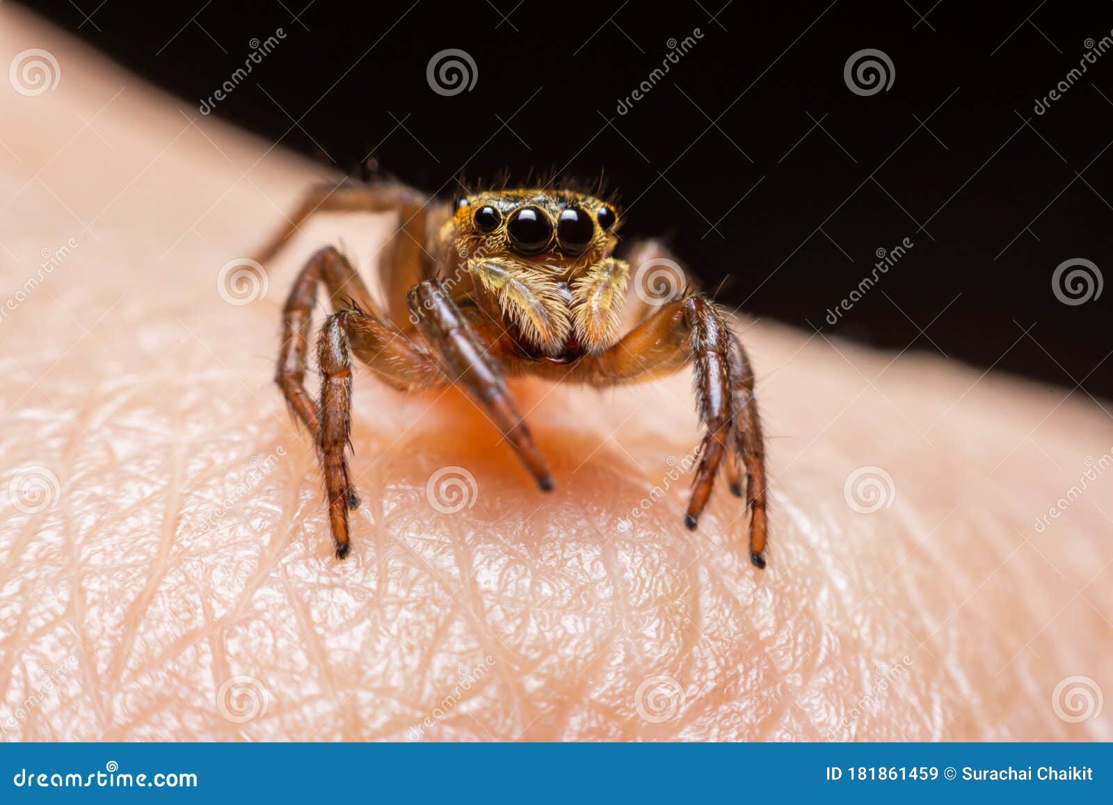Close Up Jumping Spiders on the Hand Stock Image - Image of nature ...
