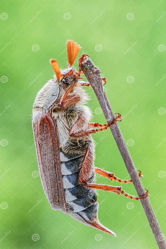 Close up of a Junebug stock image. Image of large, hair - 75045245
