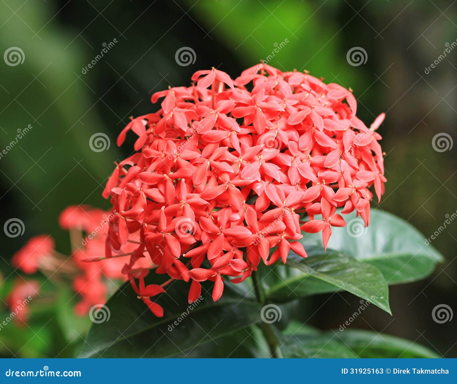 Close Up of Jungle Geranium Stock Image - Image of flower, coccinea ...