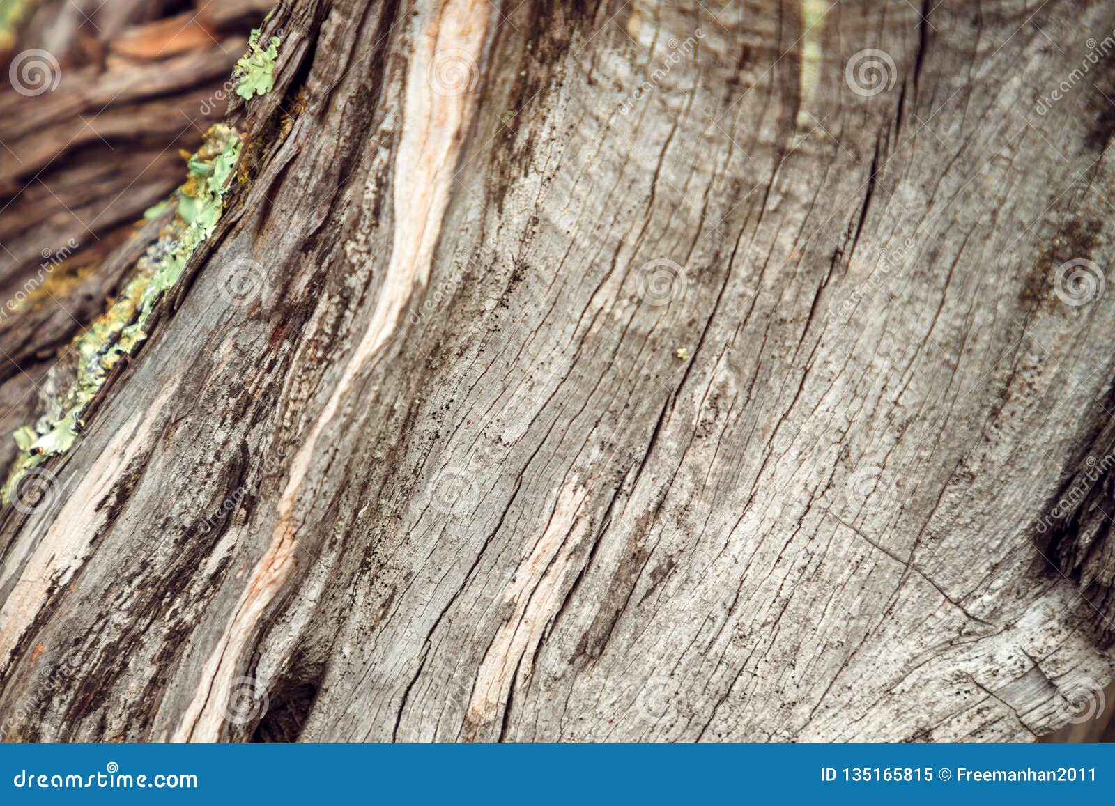 Close Up Of Juniper Bark With Moss. Texture Of Bark Stock Image - Image ...