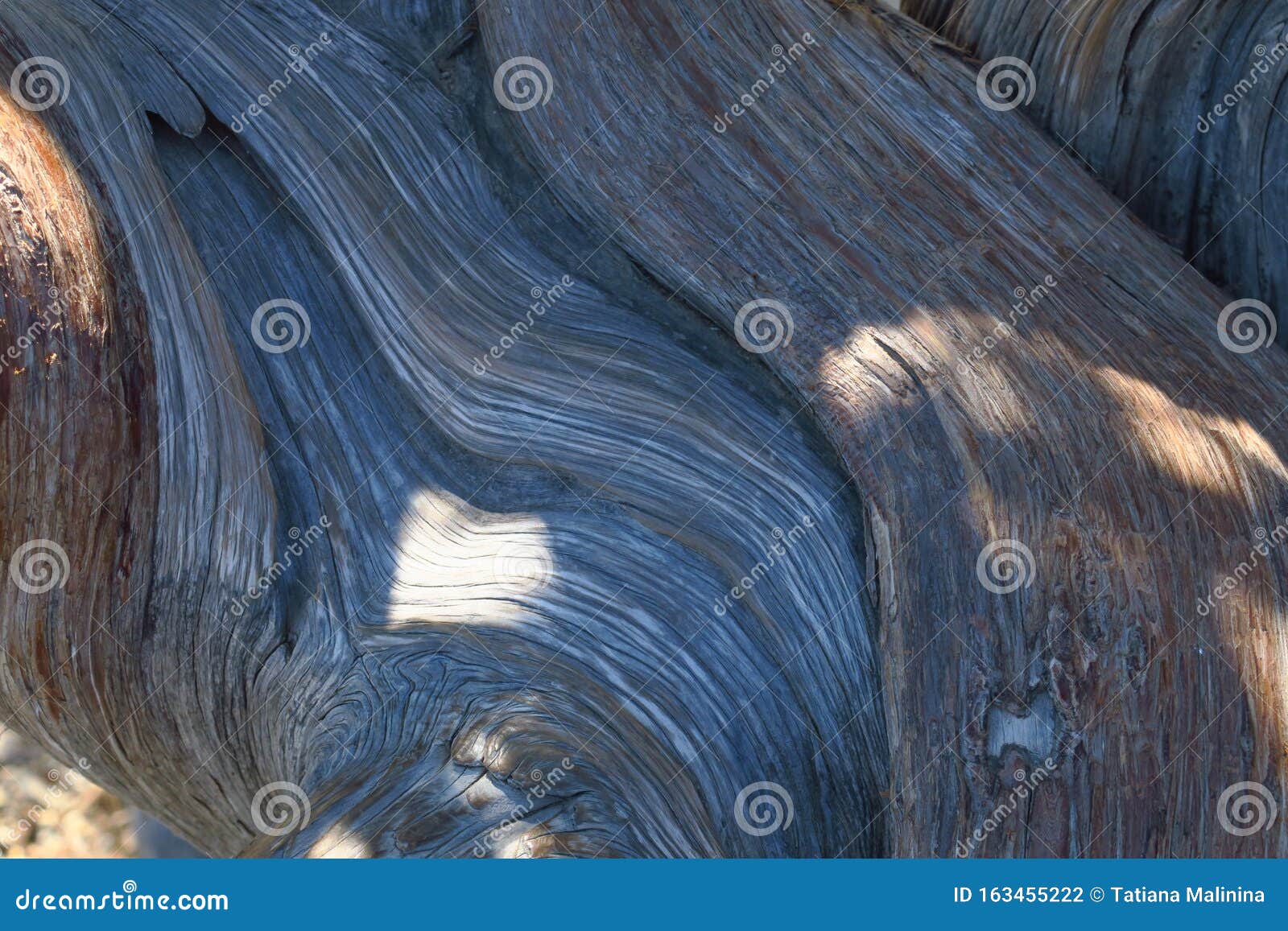 Close Up of Juniper Bark with Moss. Stock Photo - Image of background ...