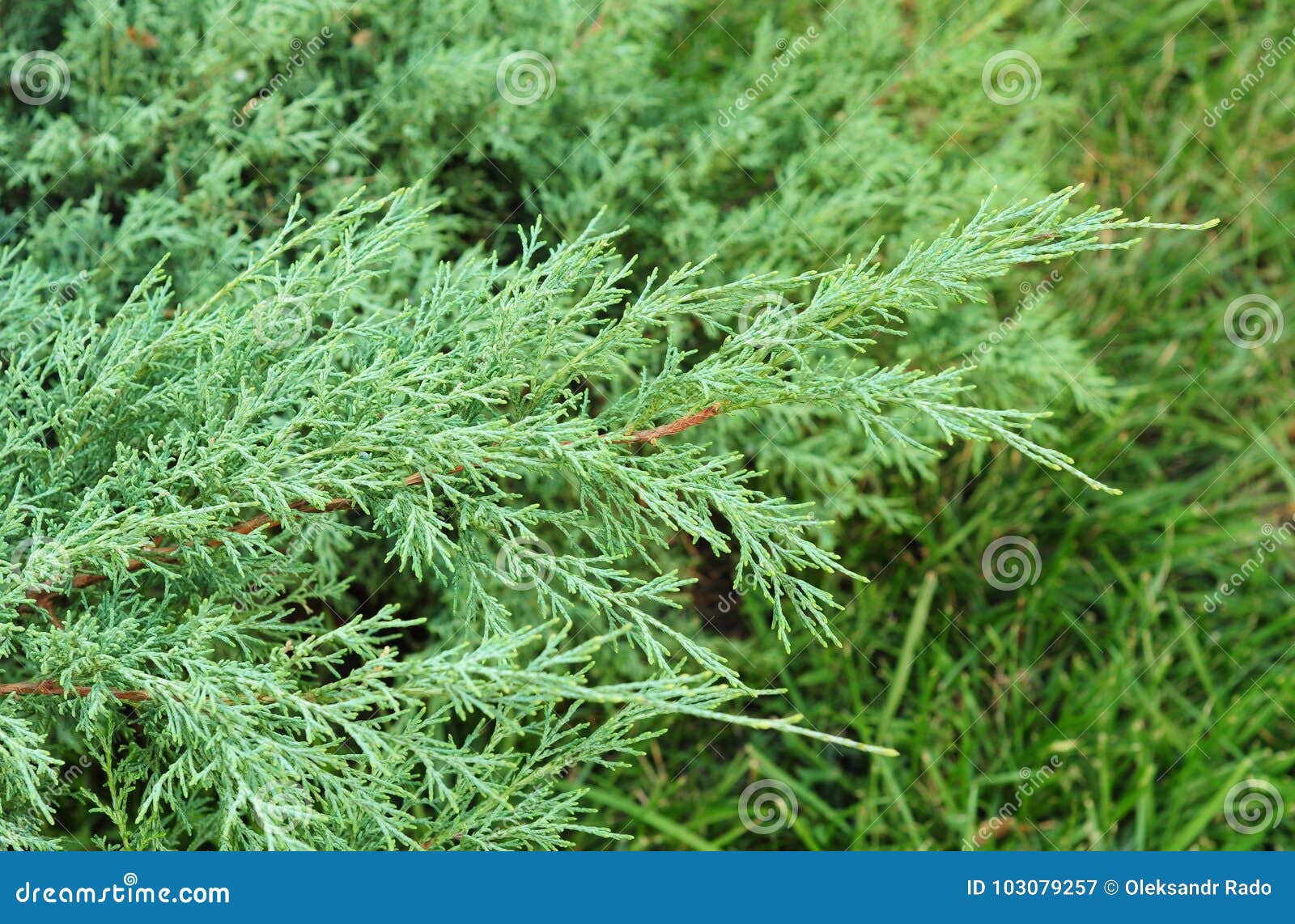 Juniper Branch Background. Evergreen Juniper Background Stock Image ...