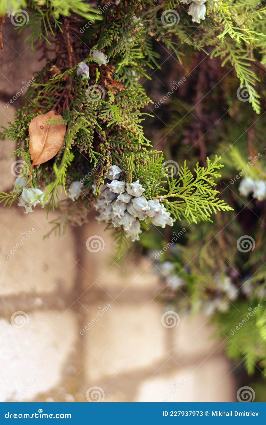 Close-up of a Juniper Branch with Fruit and a Fallen Leaf. Everg Stock ...