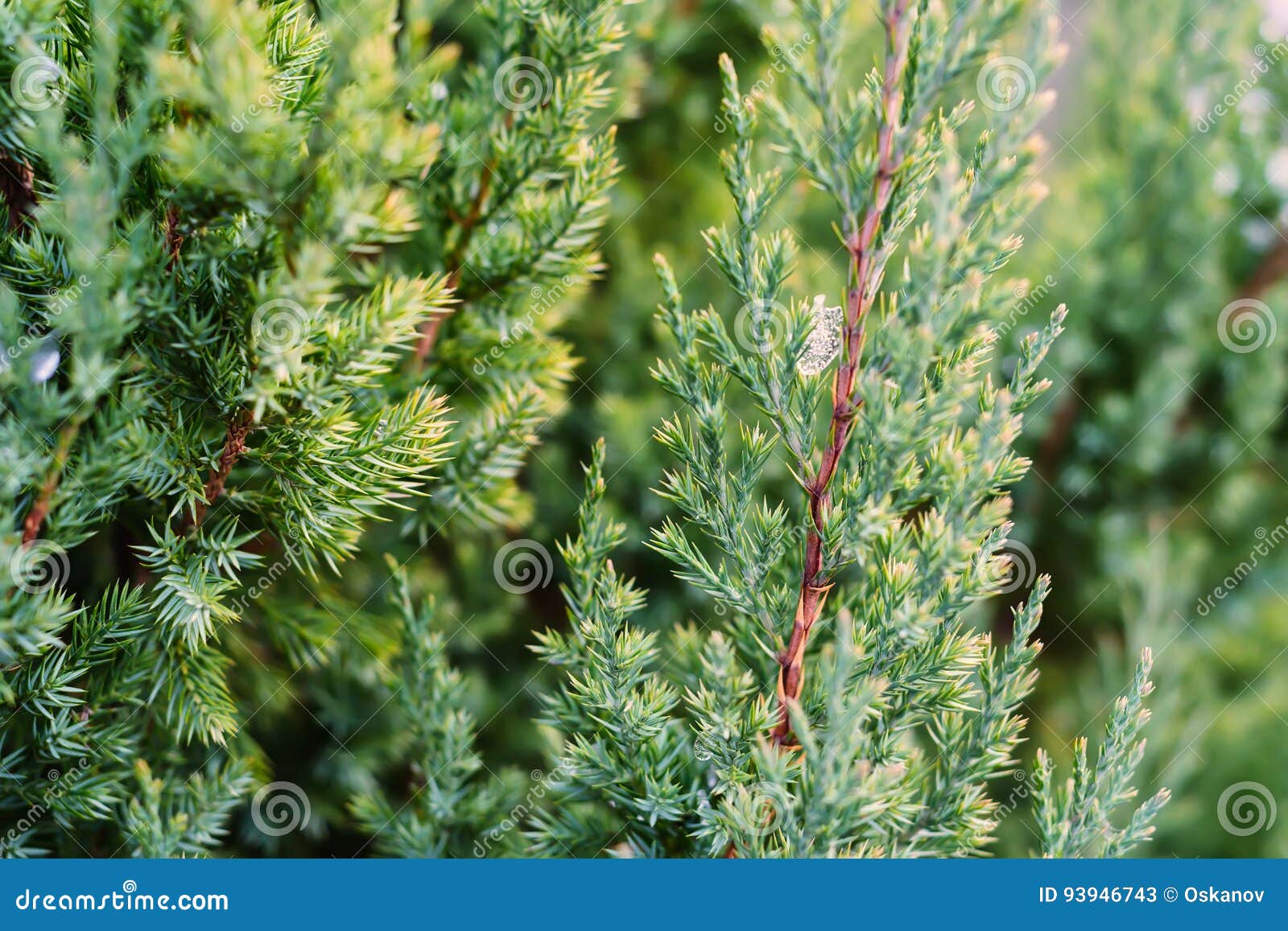 Close-up of juniper needle stock image. Image of closeup - 93946743