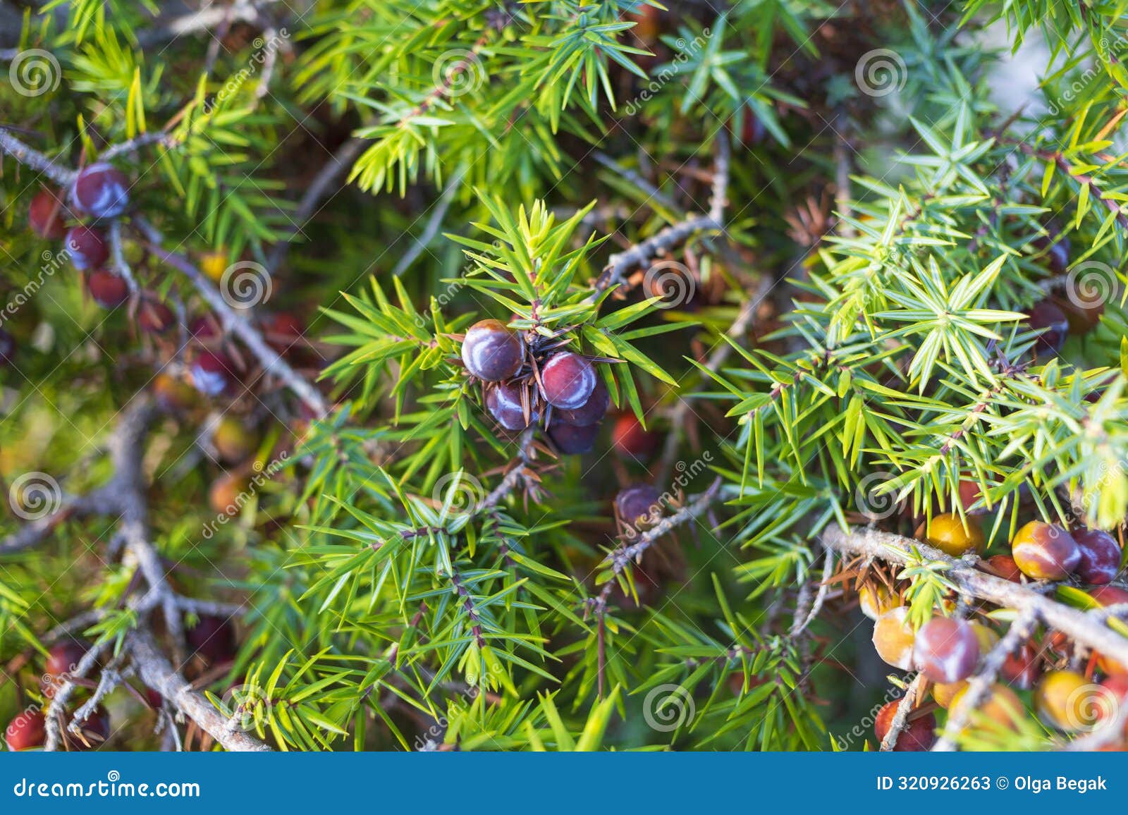 Close-up for Juniper Tree Branch with Fruits Stock Image - Image of ...
