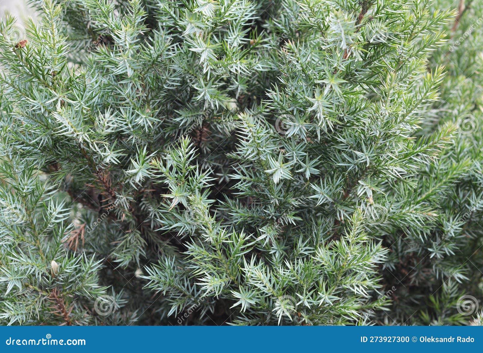 Close-up Of Juniperus In The Cypress Family, Detail Of Foliage, Natural ...