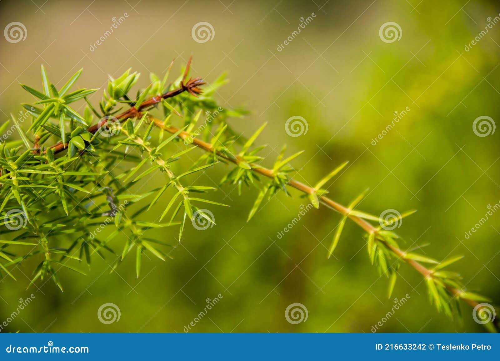 Close-up of Juniperus Communis Stock Photo - Image of gardening ...