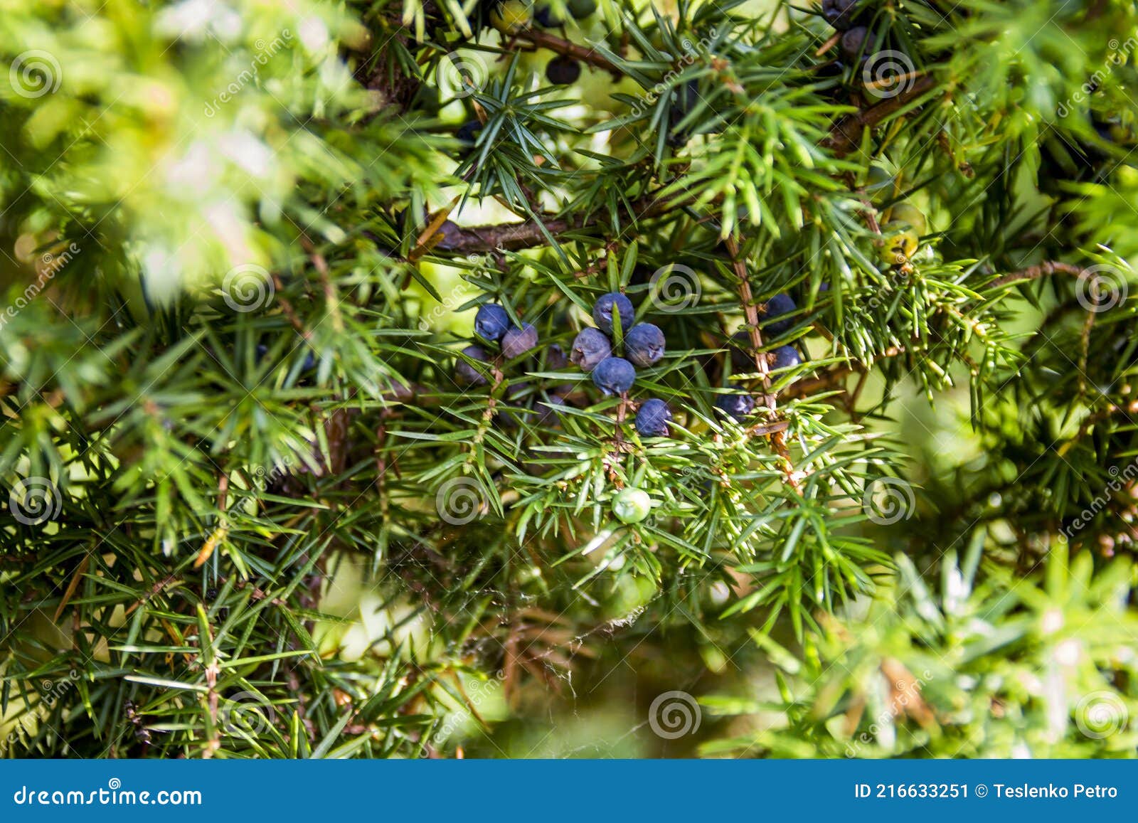 Close-up of Juniperus Communis Stock Image - Image of outdoors ...