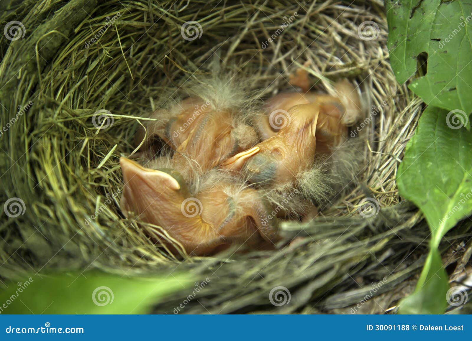 Robin chicks in nest stock photo. Image of nestling, nurture - 30091188