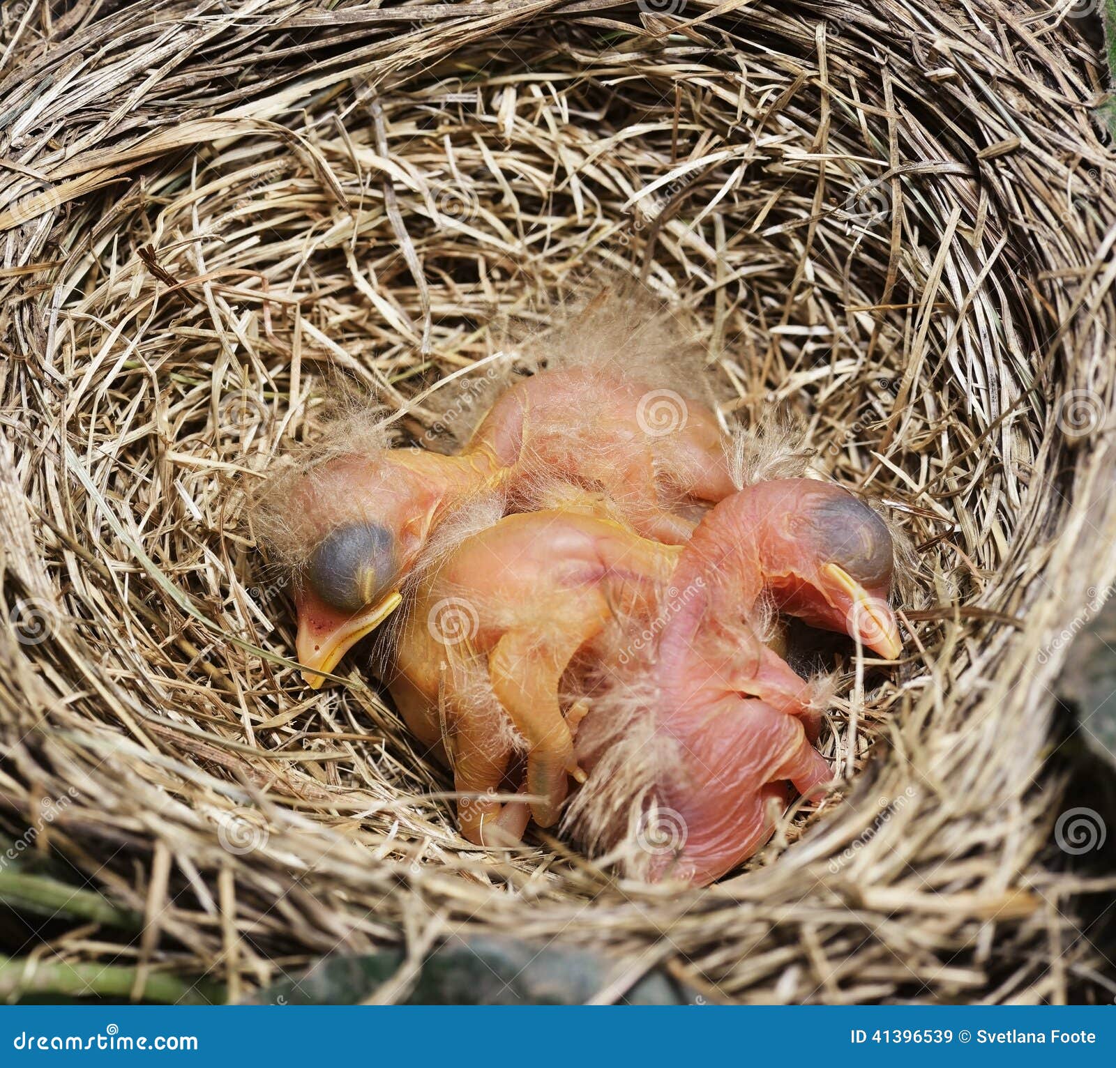 Close-Up of Just Hatched Robin Chicks Stock Image - Image of nature ...