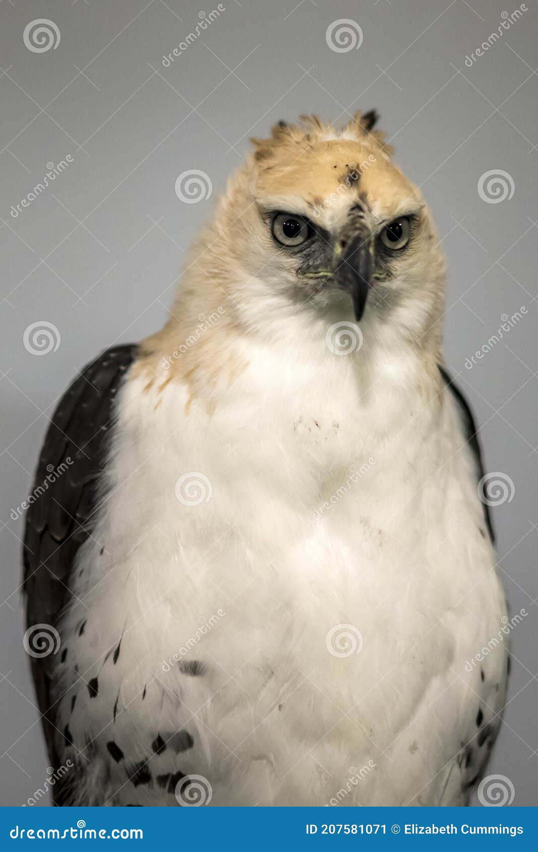 Ornate Hawk Eagle Flying