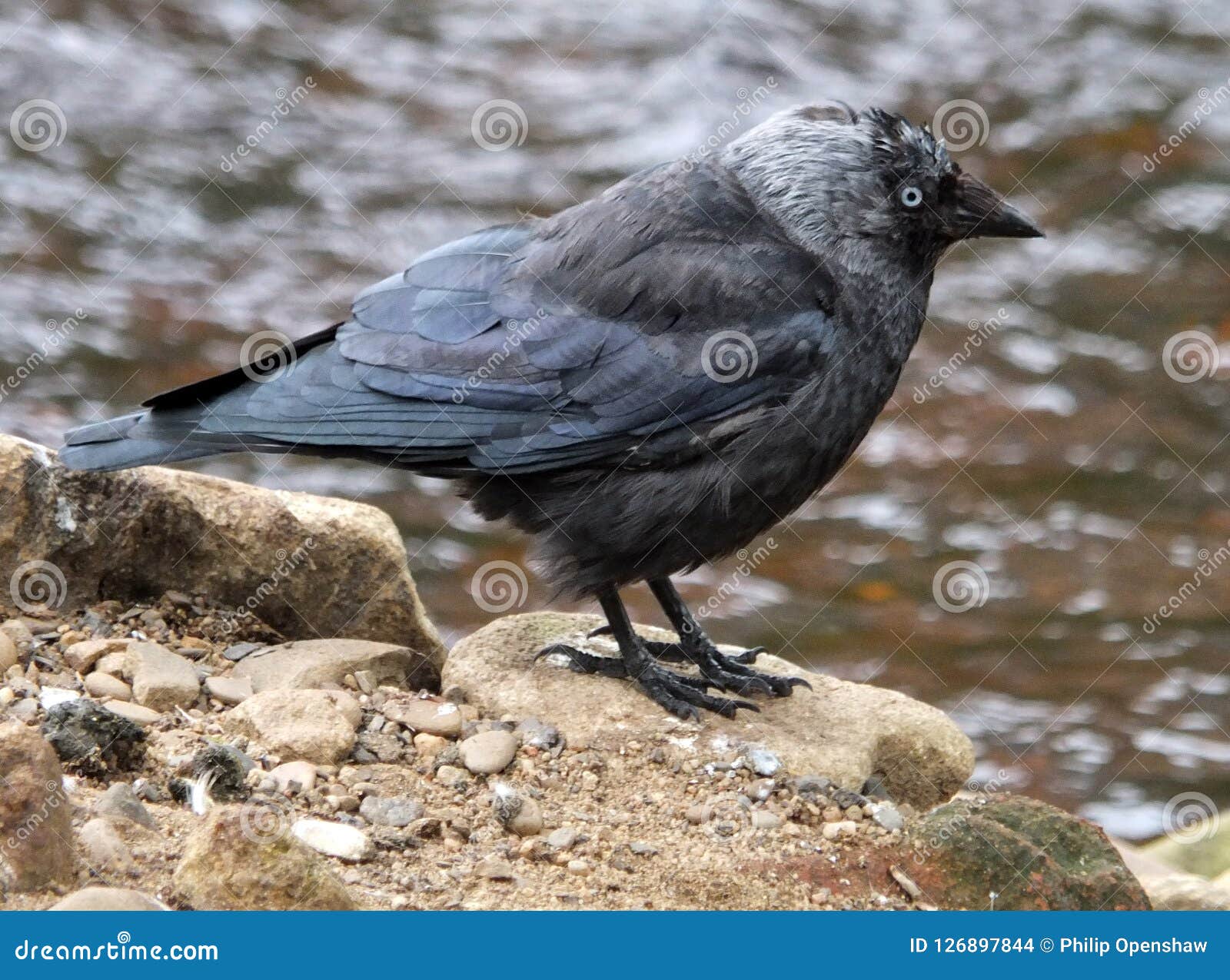 Close Up of a Juvenile Jackdaw in Profile Perched on a Rock Next To a ...