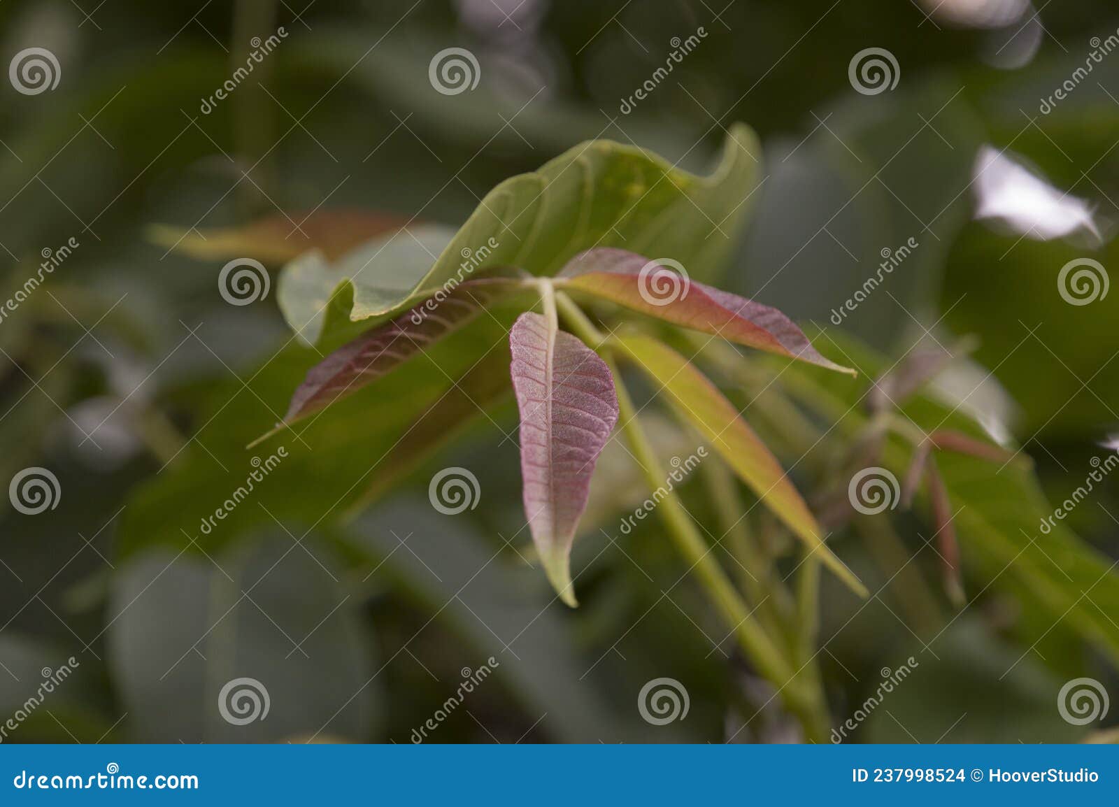 Close-up: Juvenile Branches of Common Walnut Stock Photo - Image of ...