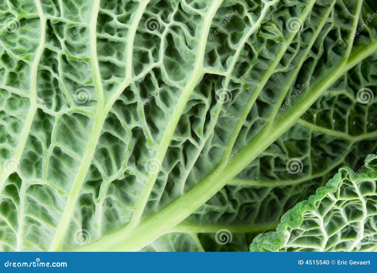 Close-up of a kale stock photo. Image of dietary, natural - 4515540
