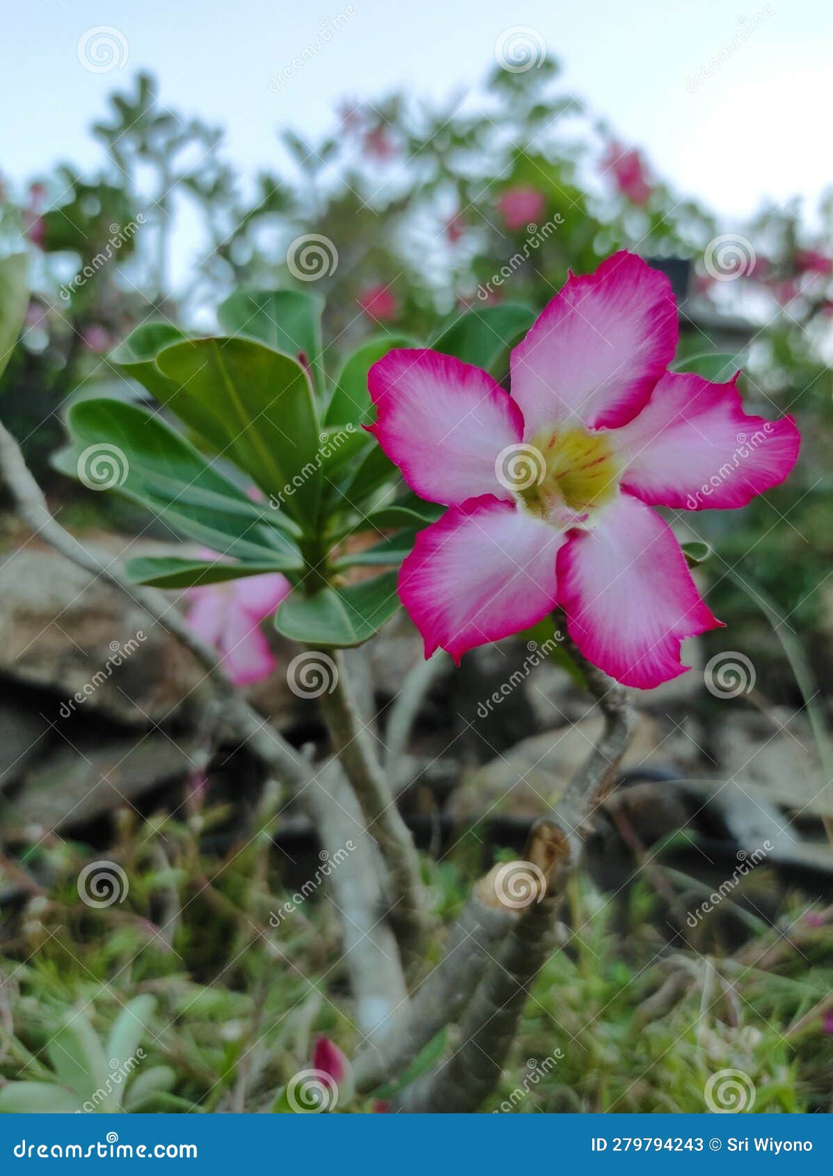 Close-up of Kamboja Flower in Small Garden Stock Image - Image of ...