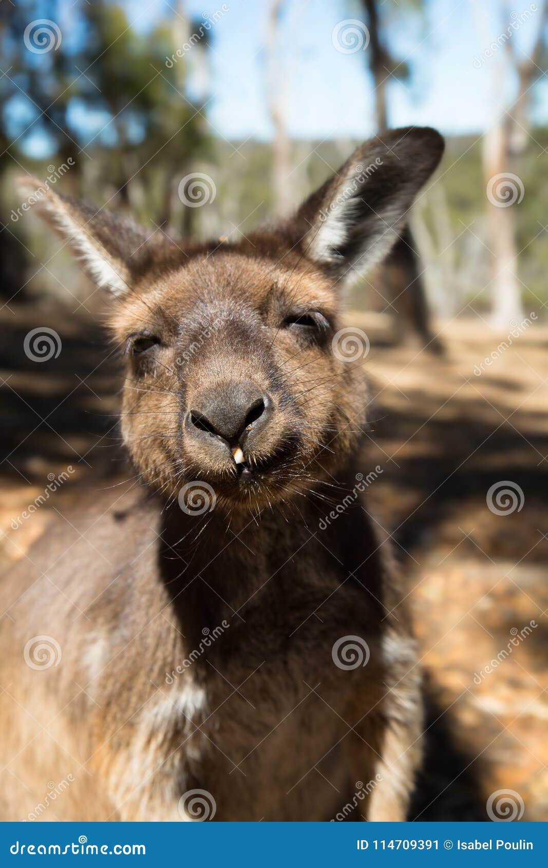 Close up of a kangaroo stock image. Image of cute, adelaide - 114709391