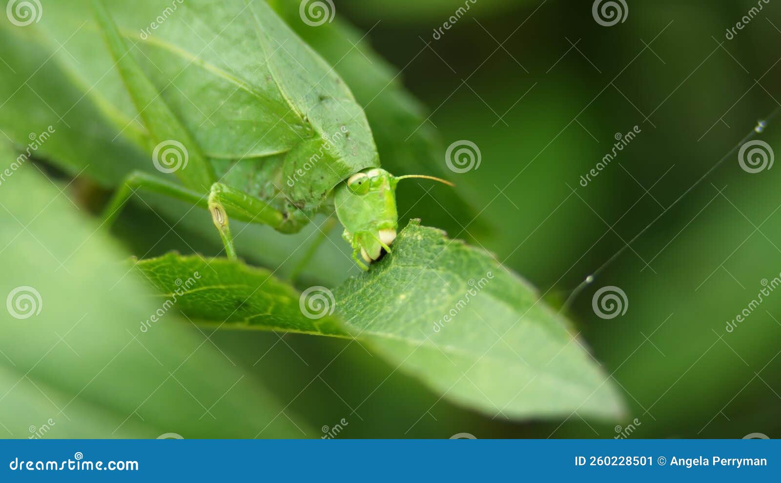 Close Up of a Katydid Eating a Leaf Stock Image - Image of katydid ...