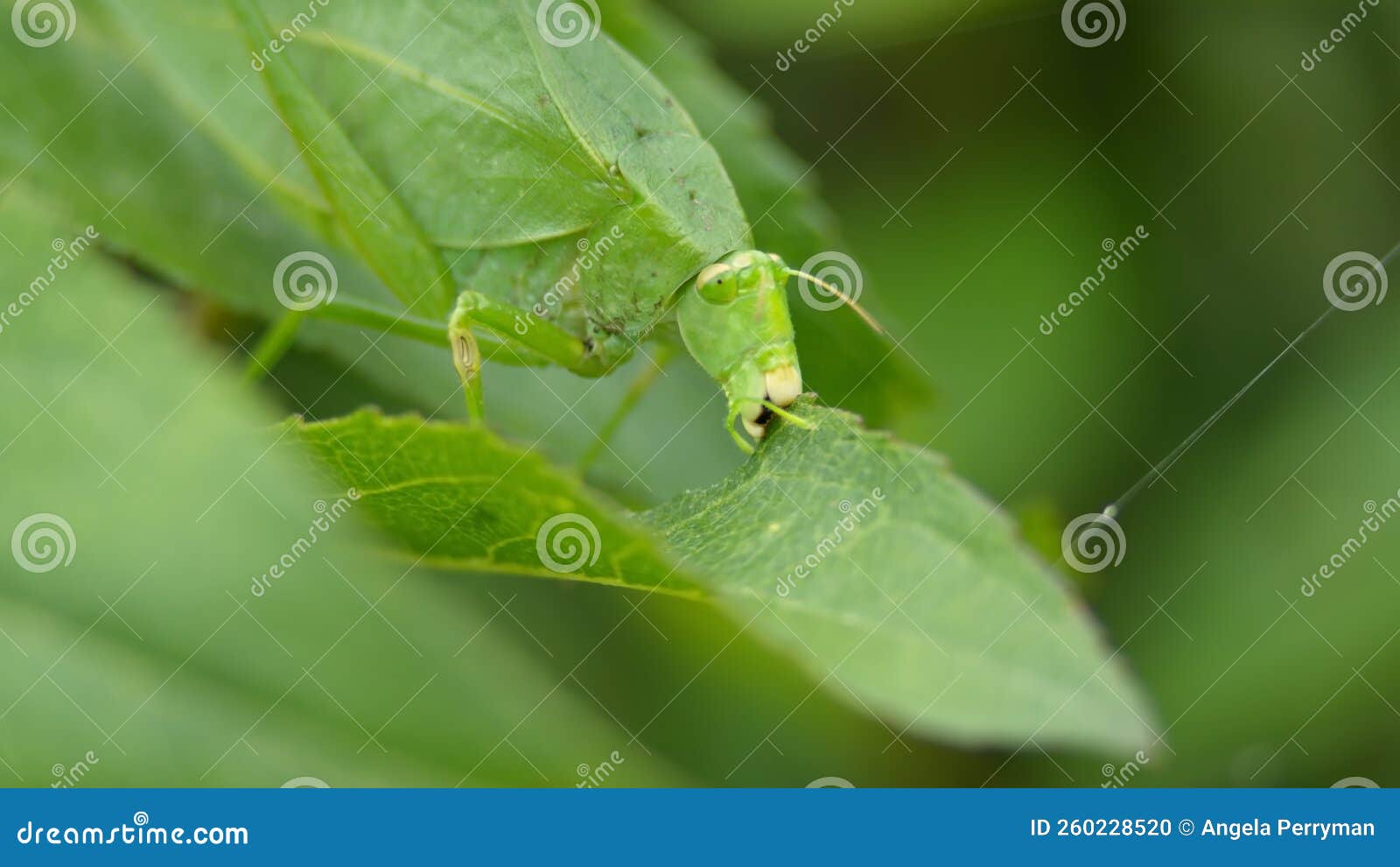 Close Up of a Katydid Eating a Leaf Stock Photo - Image of field, close ...