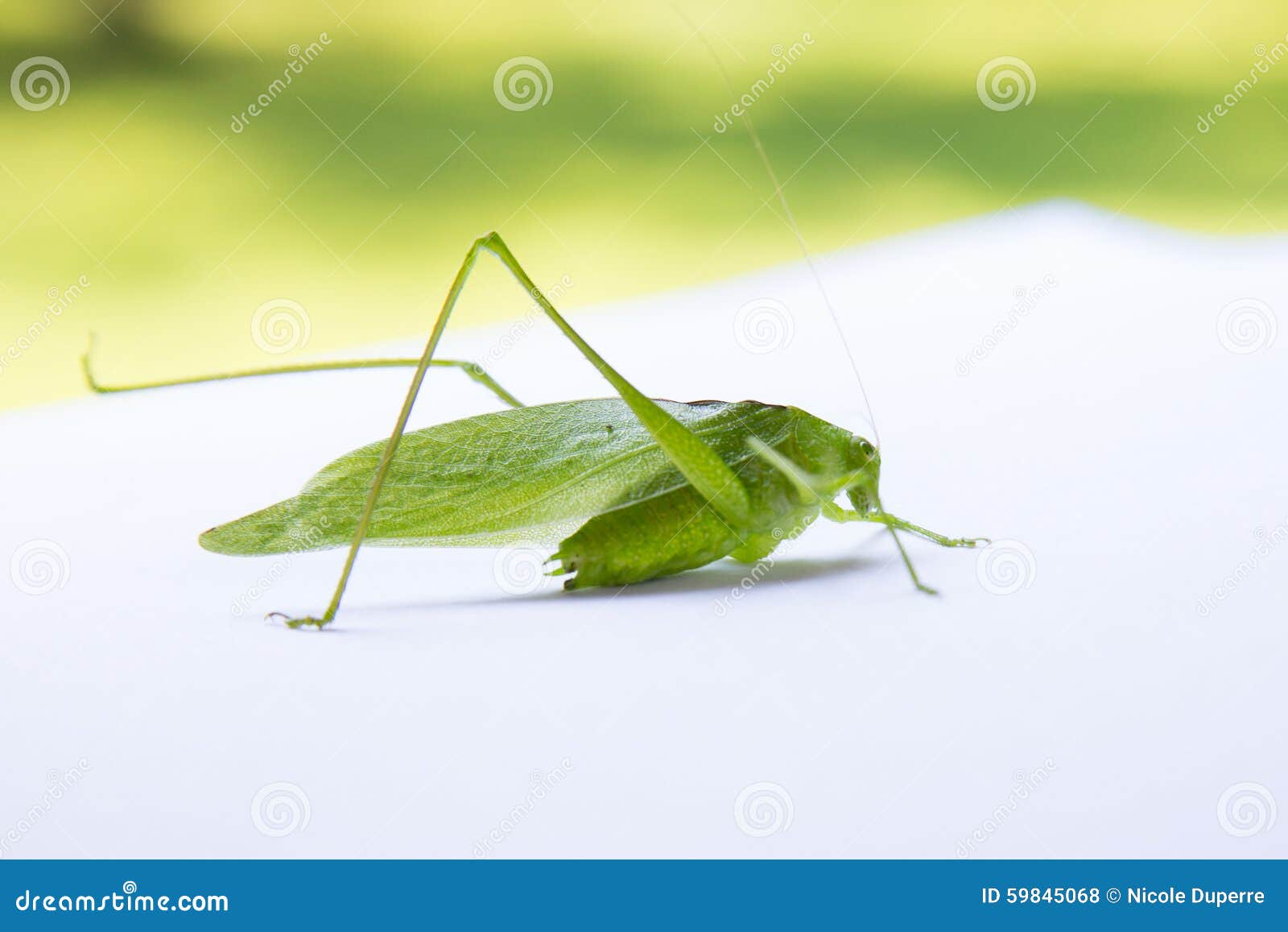 Close of Up a Katydid Insect Stock Photo - Image of nature, green: 59845068