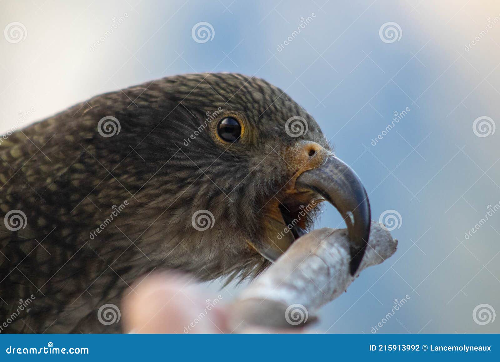 Close Up Kea Biting and Pulling Stick in Beak Stock Photo - Image of ...