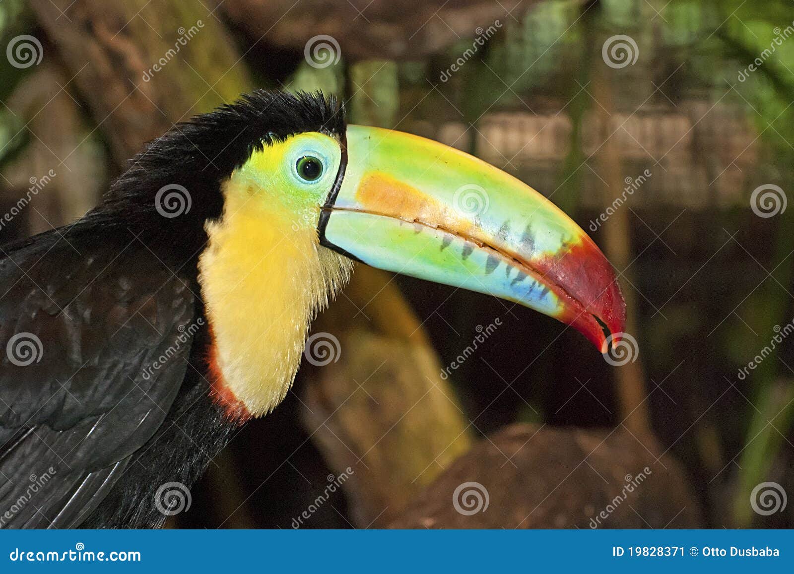 Close-up of a Keel-billed Toucan Head Stock Image - Image of bill ...