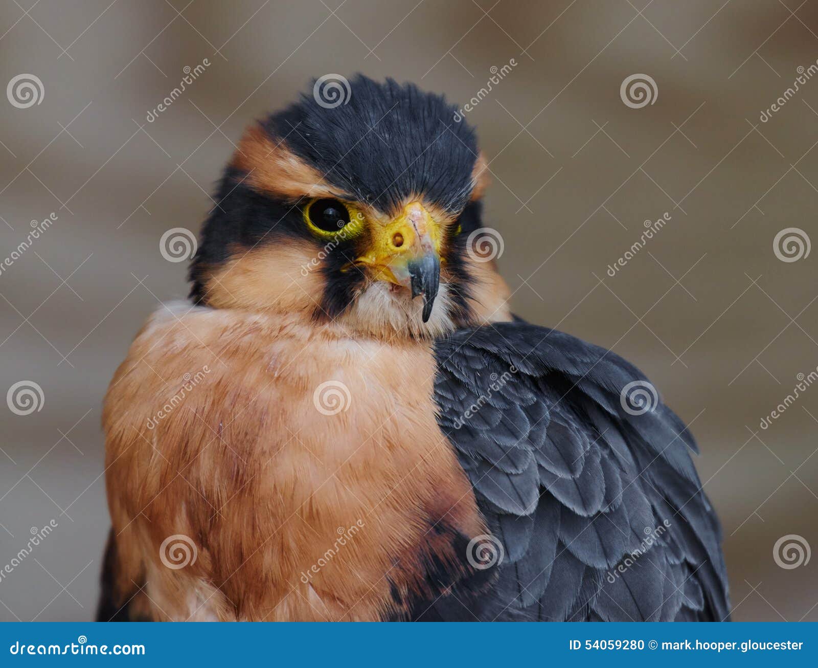 Close up of a kestrel stock photo. Image of beauty, birds - 54059280