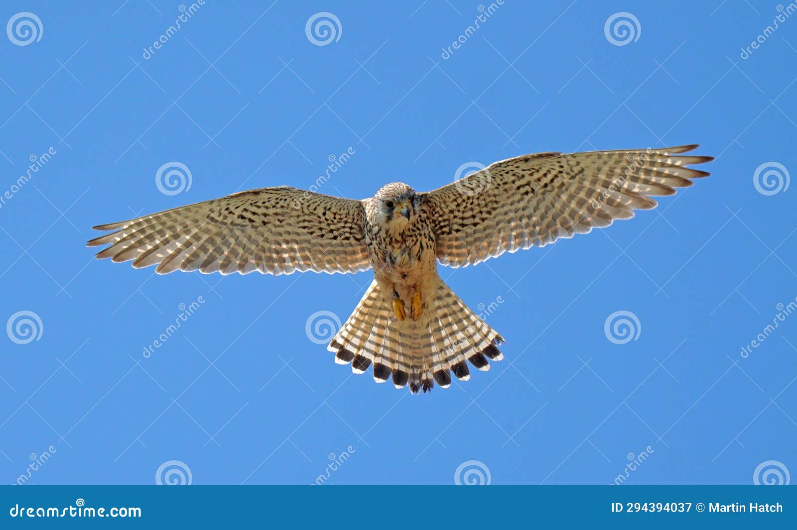 Close Up of Kestrel in Flight Hovering Stock Image - Image of close ...