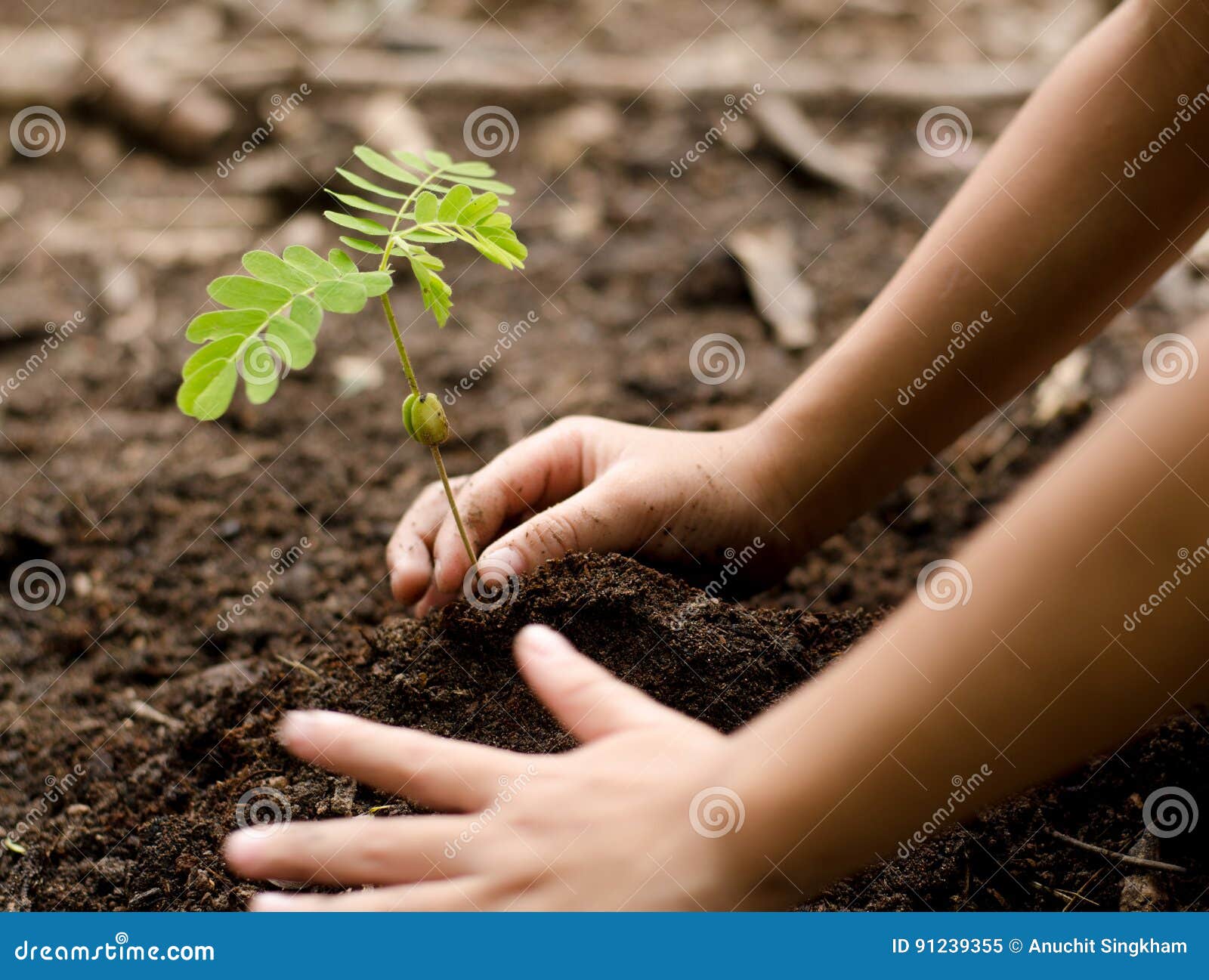 Close Up Kid Hand Planting Young Tree Stock Image - Image of sapling ...