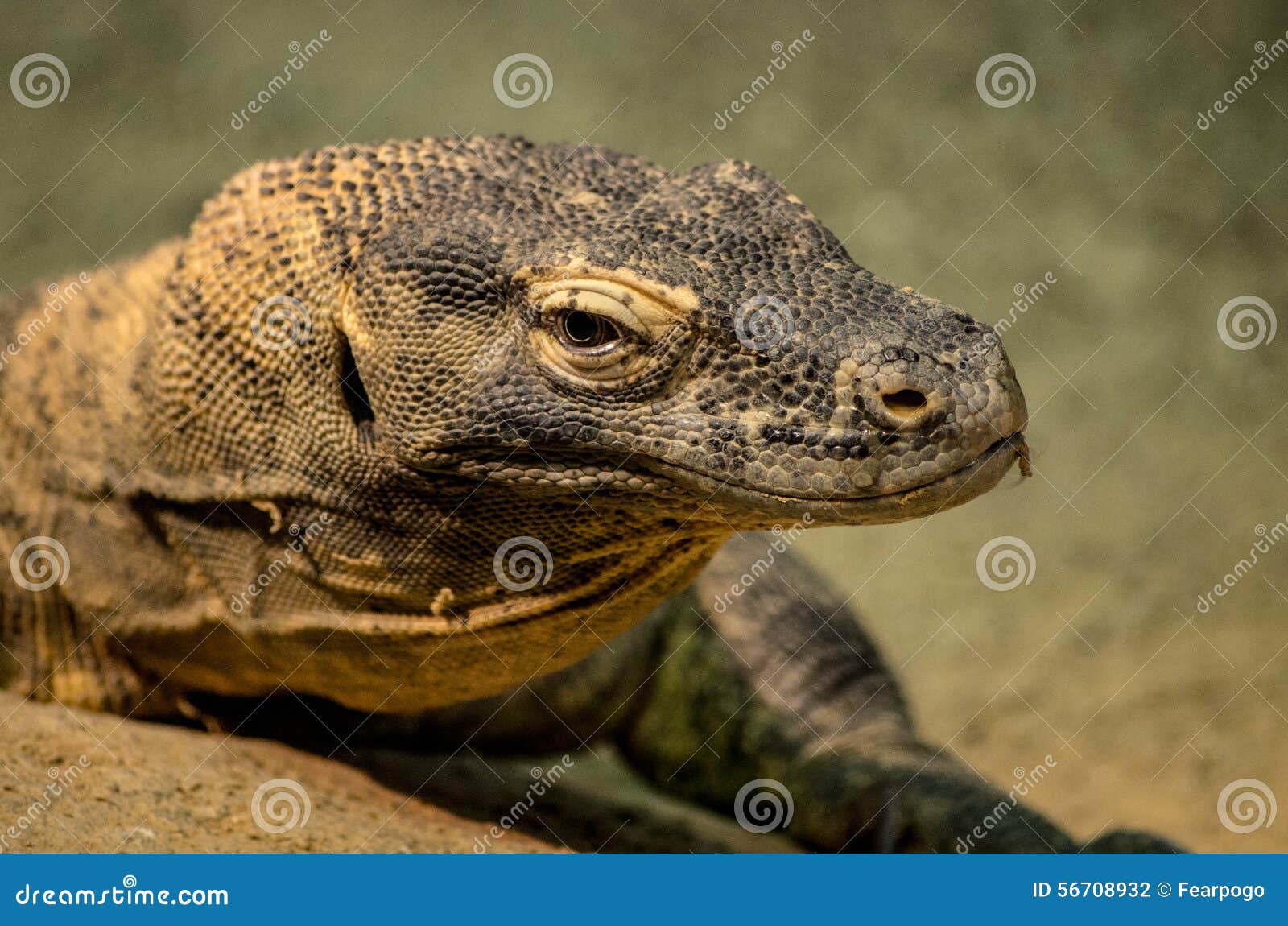 Close Up of a Kimodo Dragon Stock Photo - Image of portrait, lizard ...
