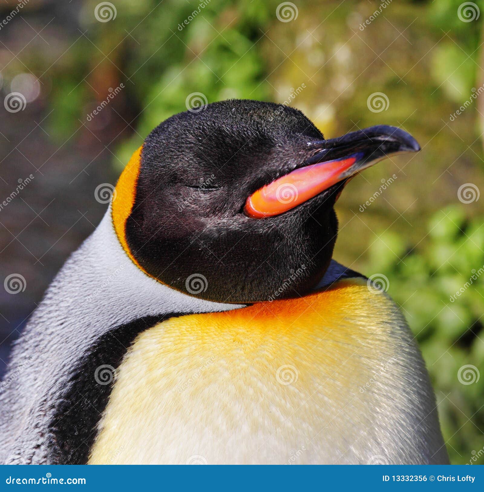 Close-up of King Penguin stock photo. Image of patagonicus - 13332356