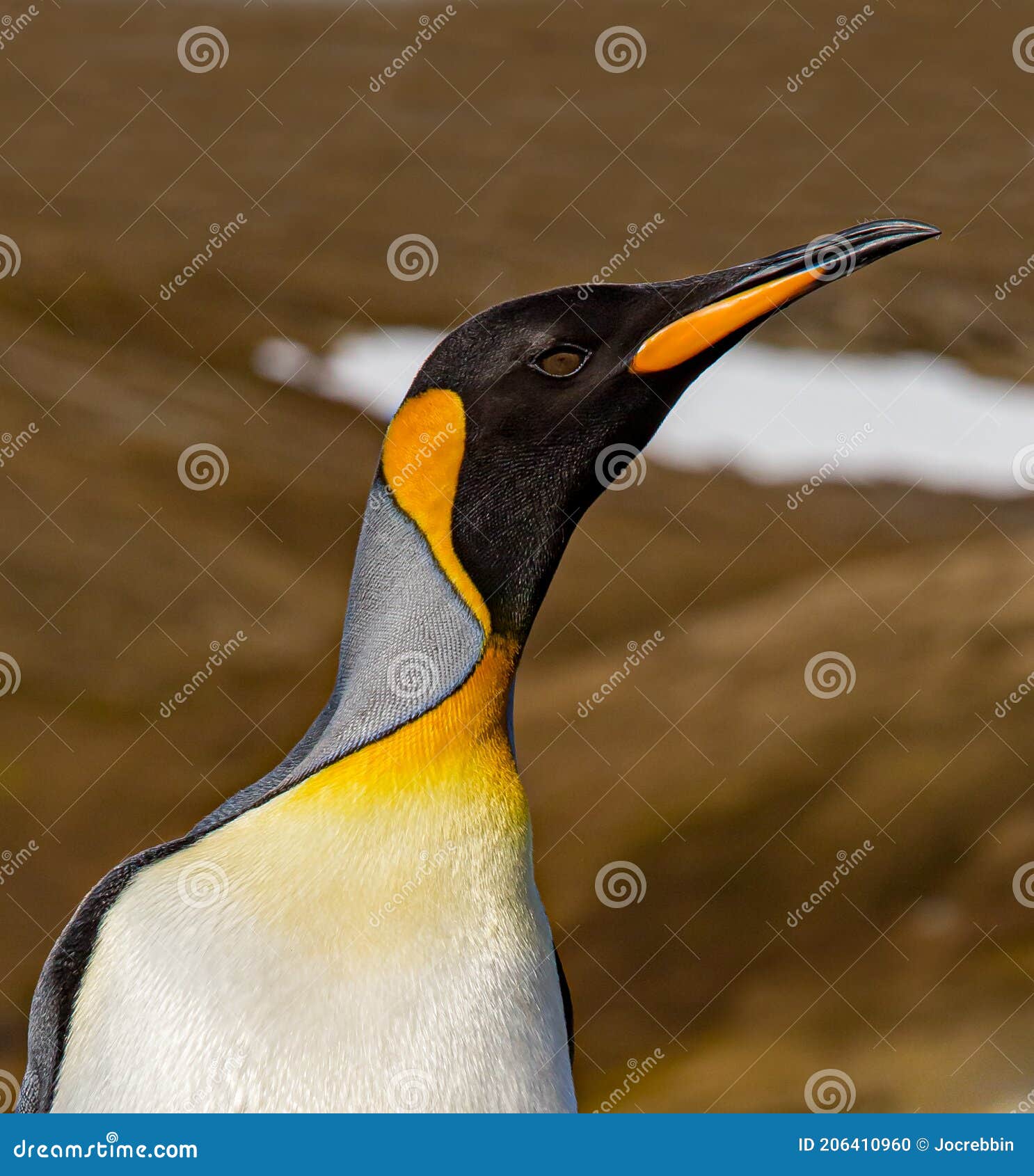 Close Up of King Penguin Facing Right in South Georgia Stock Photo ...