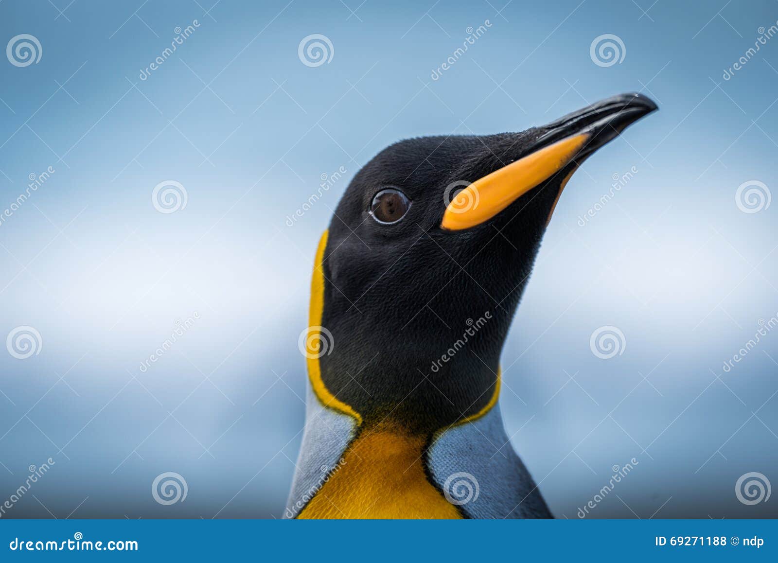 Close-up of King Penguin Head and Neck Stock Photo - Image of ...