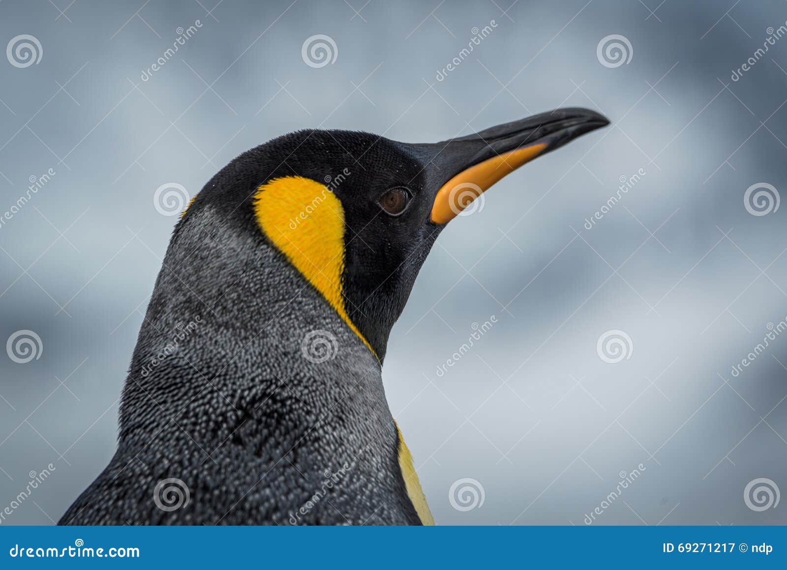 Close-up of King Penguin Looking at Camera Stock Image - Image of ...