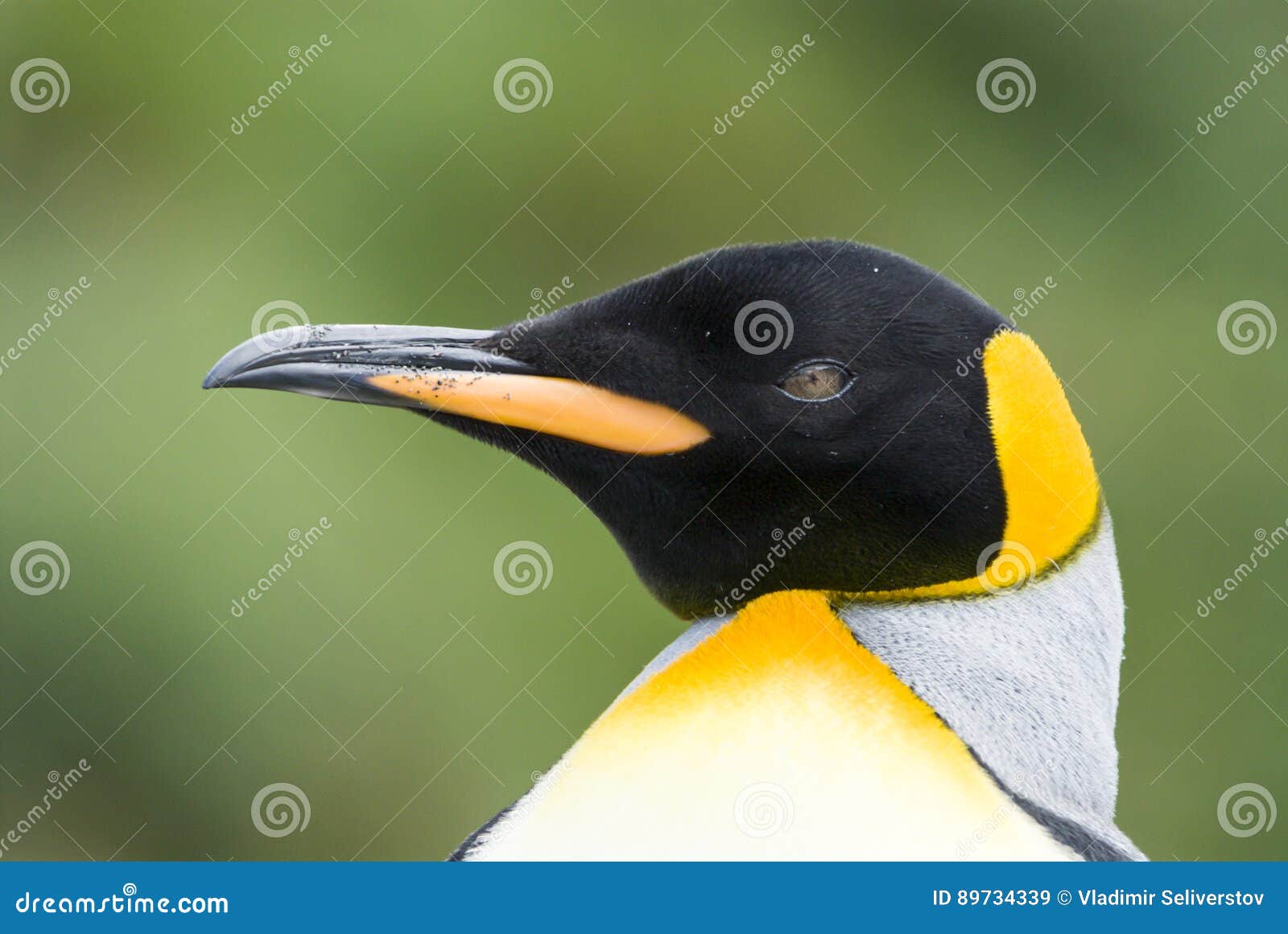 Close-up of King Penguin Looking at Camera Stock Image - Image of ...