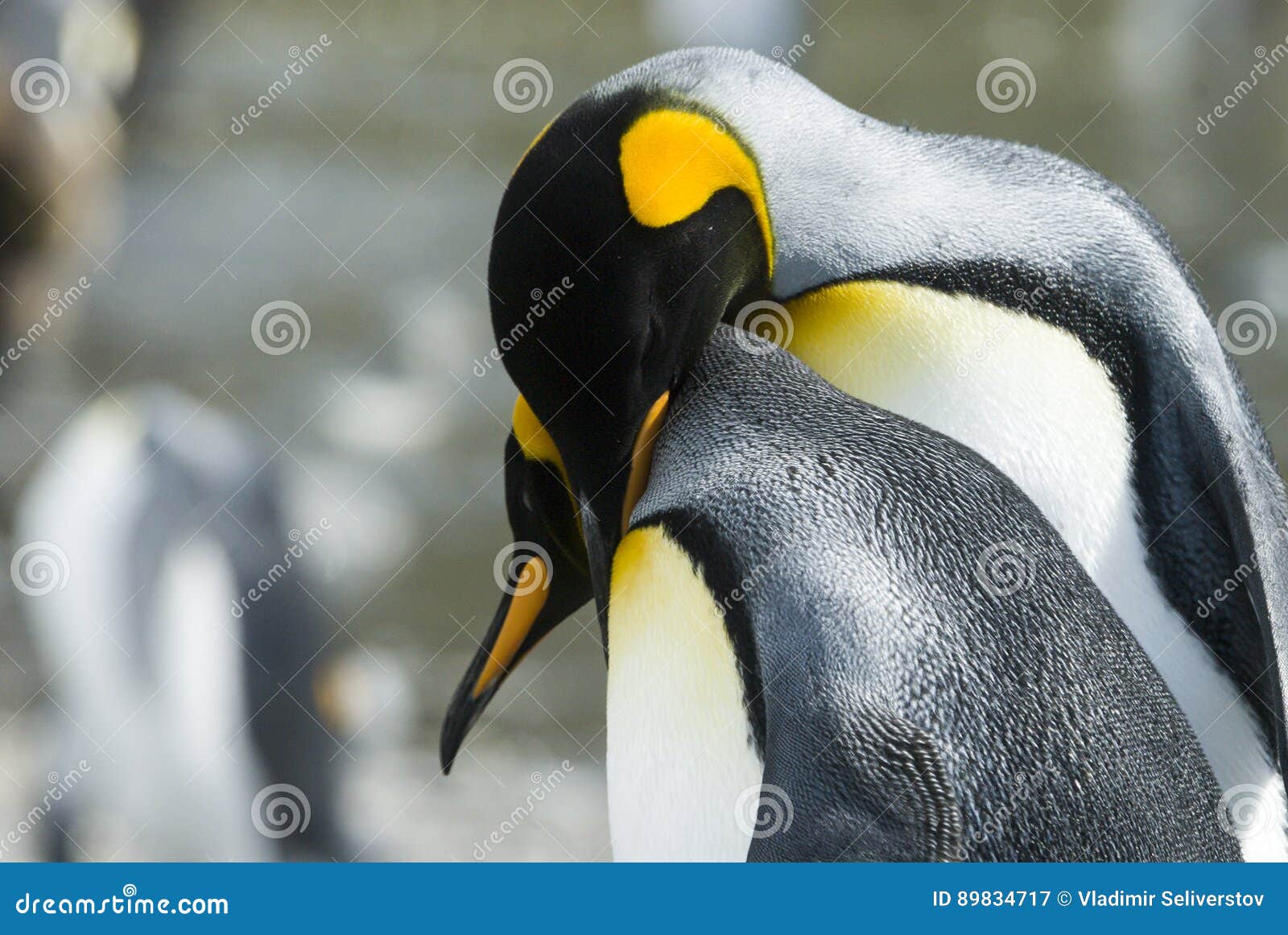 Close-up of King Penguin Looking at Camera Stock Image - Image of bird ...