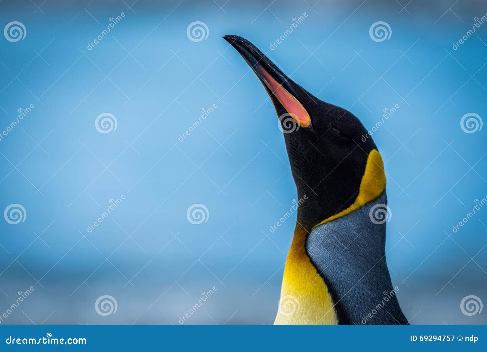 Close-up of King Penguin with Neck Stretched Stock Image - Image of ...