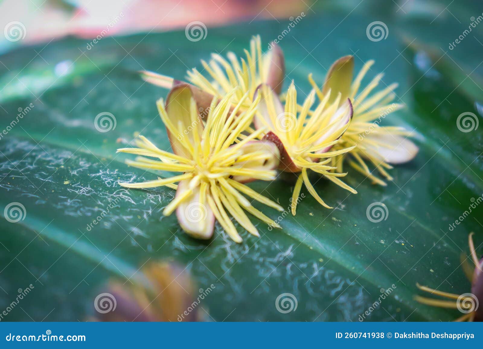 Close Up Kithul Flowers in the Forest Stock Photo - Image of shrub ...
