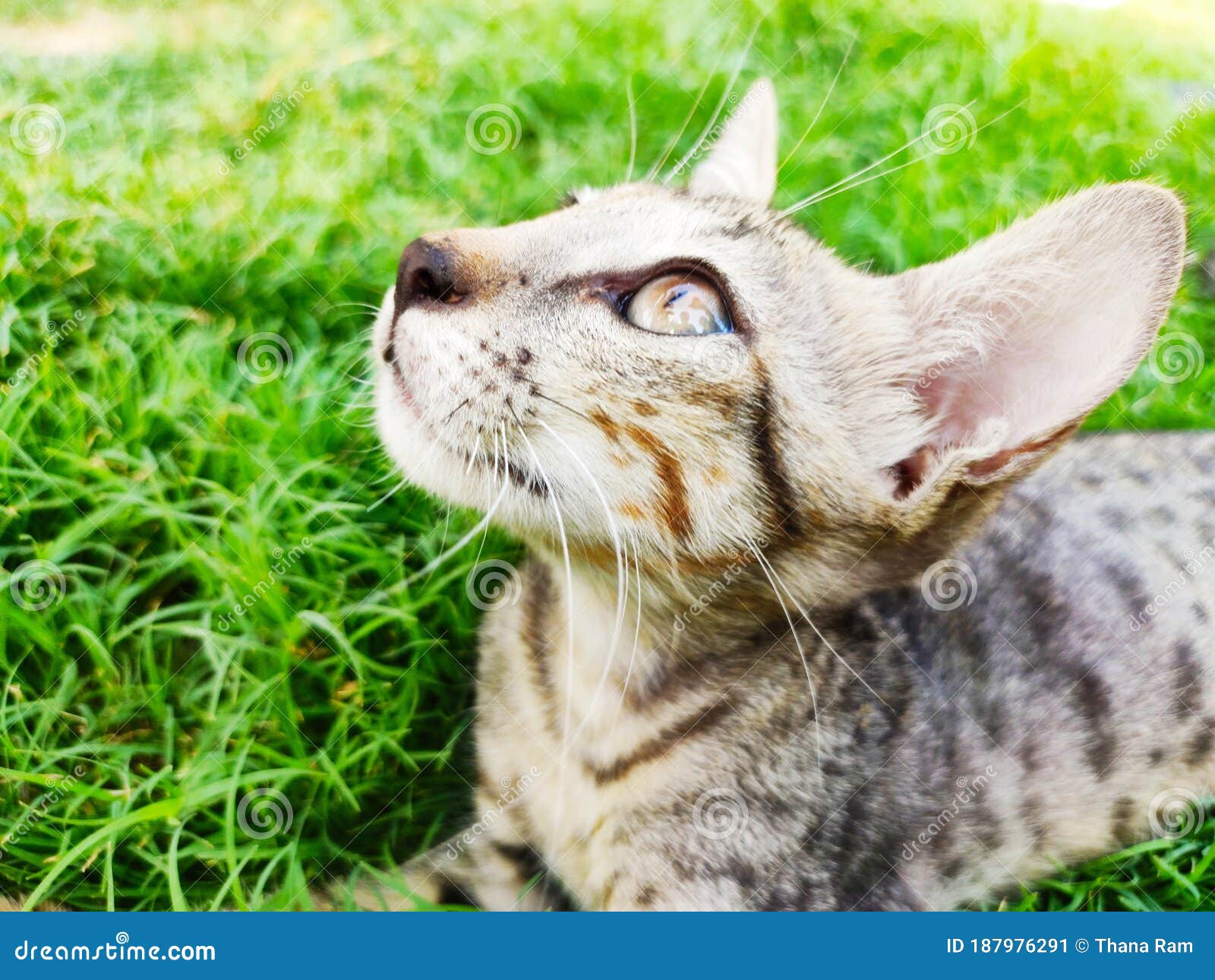 Close Up Kitten Face Looking Up Side Stock Image - Image of camera ...