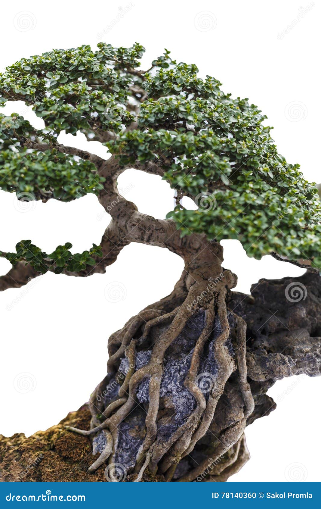 Close up of a knobby trunk stock photo. Image of chinese - 78140360
