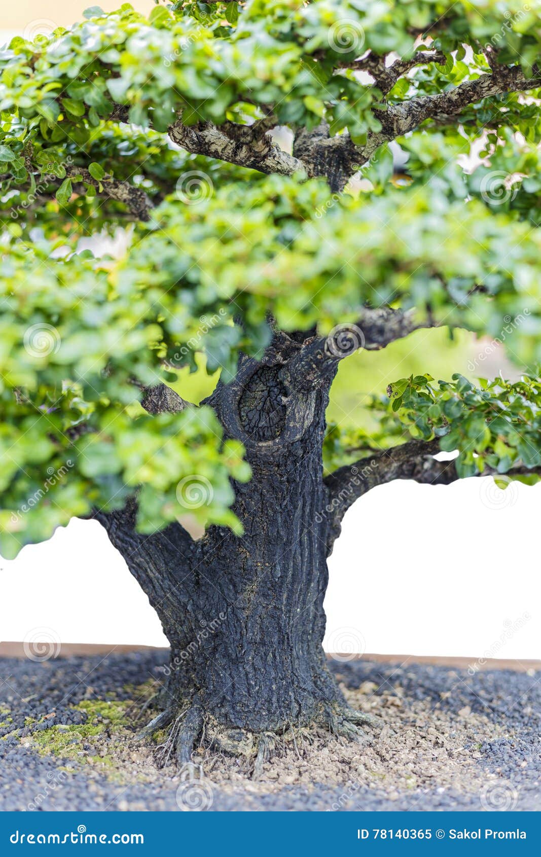 Close up of a knobby trunk stock image. Image of bonsai - 78140365