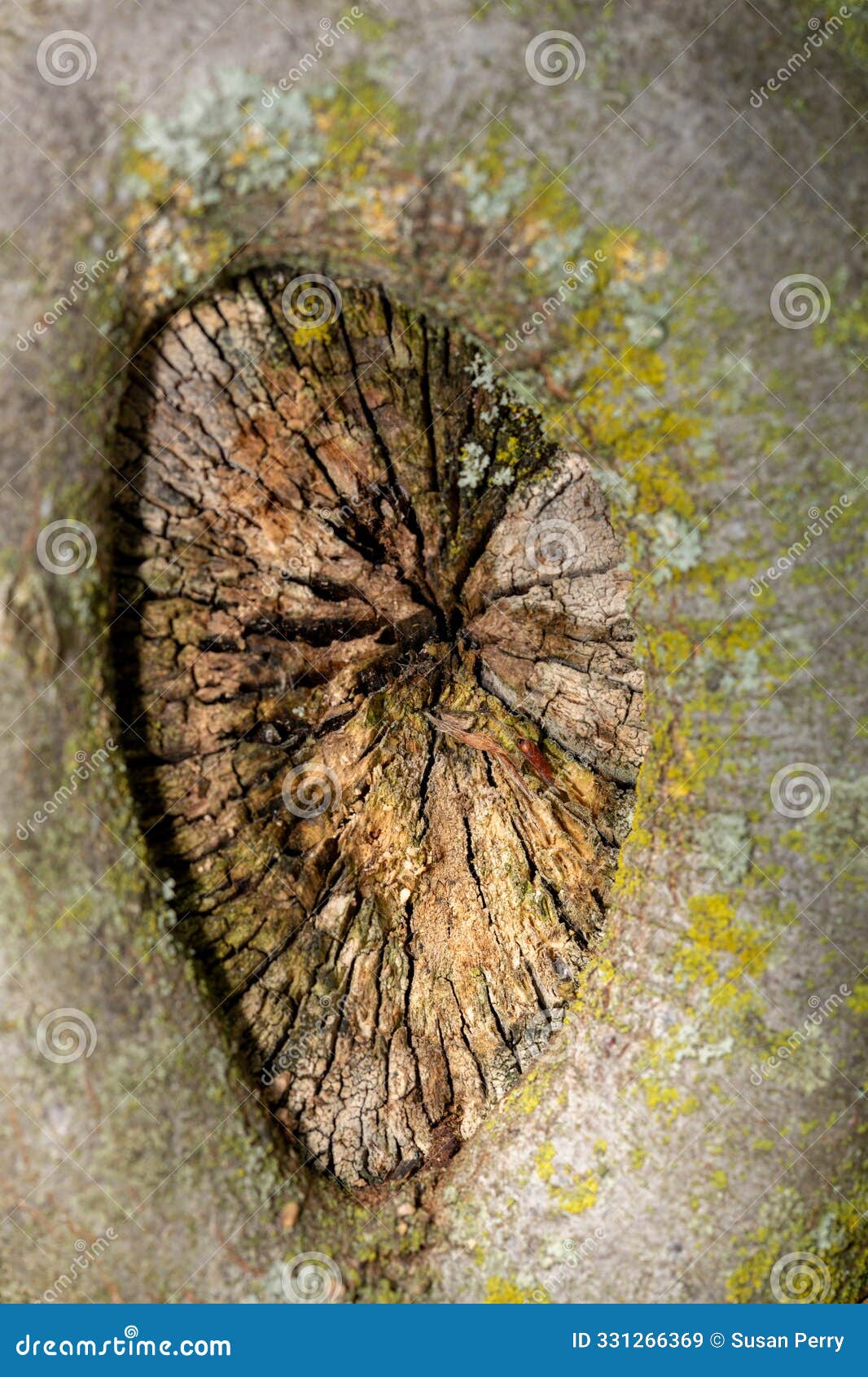 Knot In The Bark Of A Tree Royalty-Free Stock Image | CartoonDealer.com ...